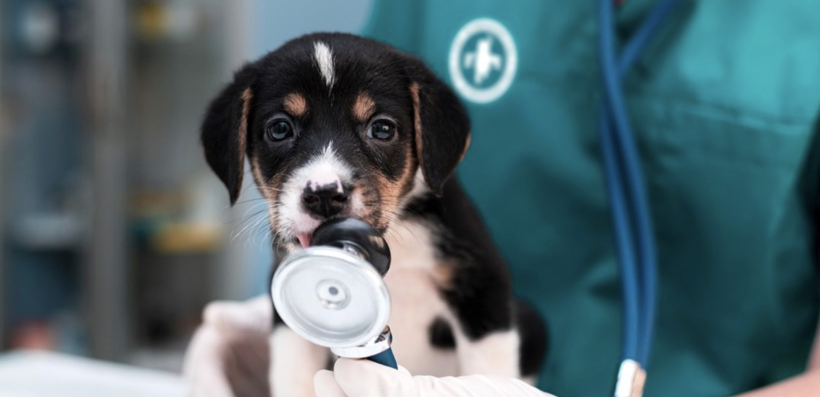 Arne Fink | Thy Dyrehospital